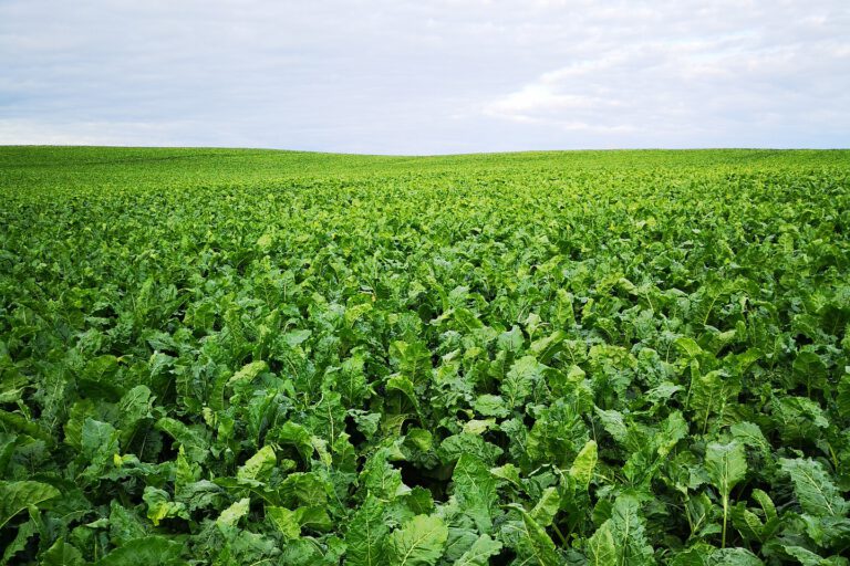 Chmel - agropocasi.cz